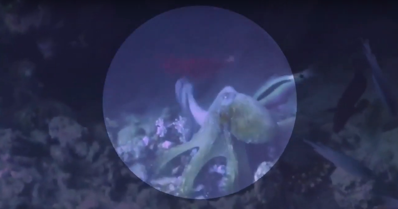 WATCH: Octopus Sucker Punches Passing Fish